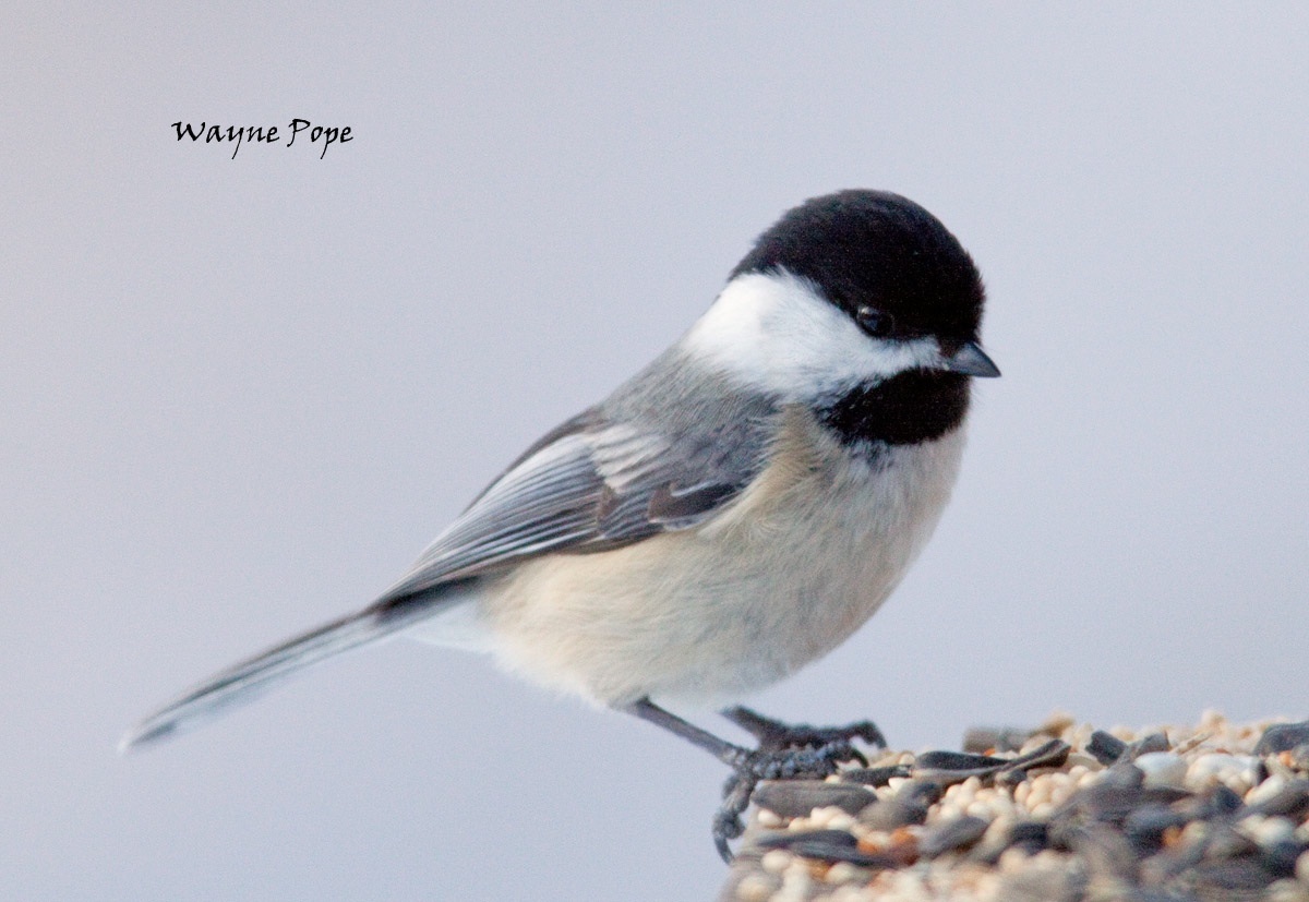 | Chickadees Lead the WayNorthern Michigan Conservation Network
